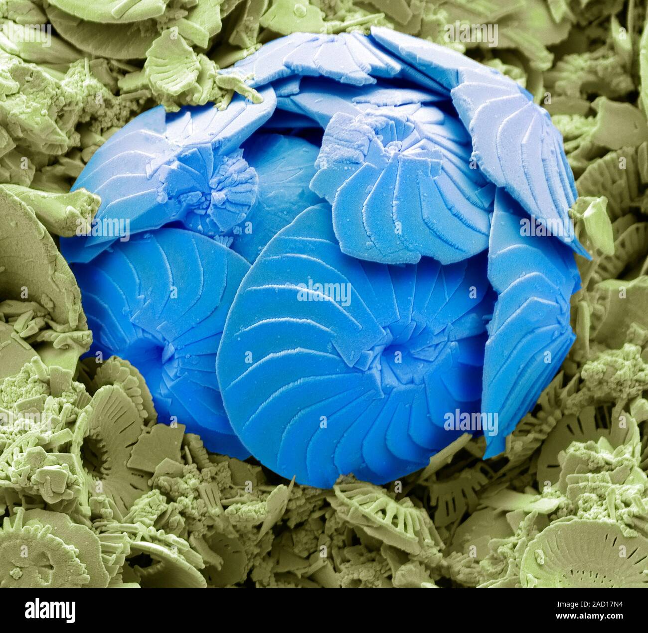 Calcareous phytoplankton fossil. Coloured scanning electron micrograph ...