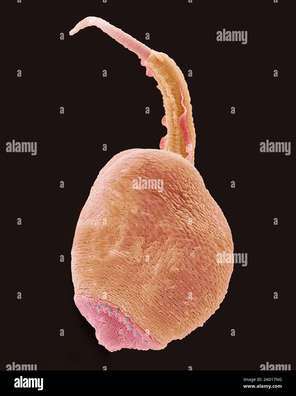 Fasciola hepatica cercaria, scanning electron micrograph (SEM, image ...