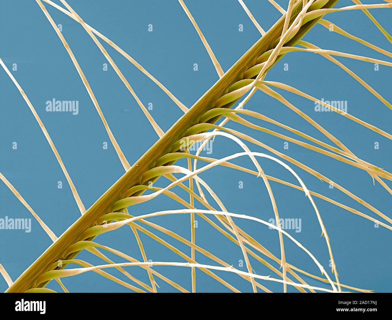 Single barb from a down feather. Coloured scanning electron micrograph ...