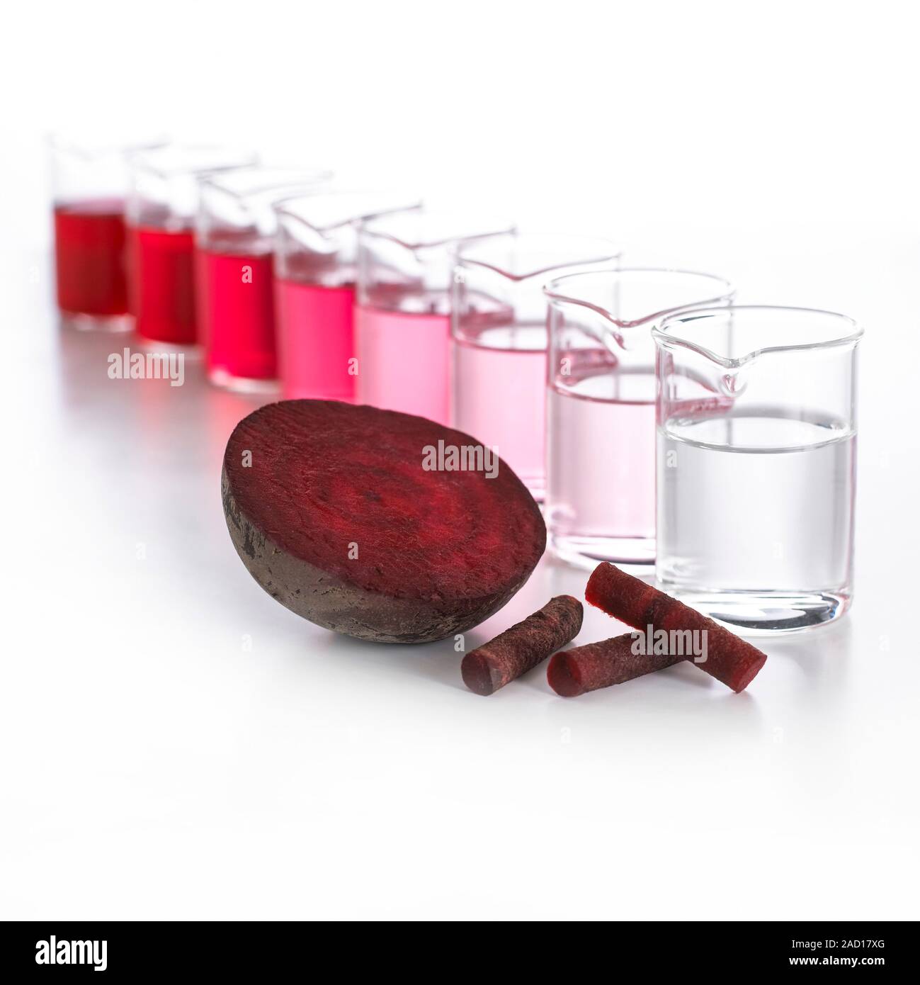 Beetroot in water. Result of an experiment to show how temperature affects the transport of ...