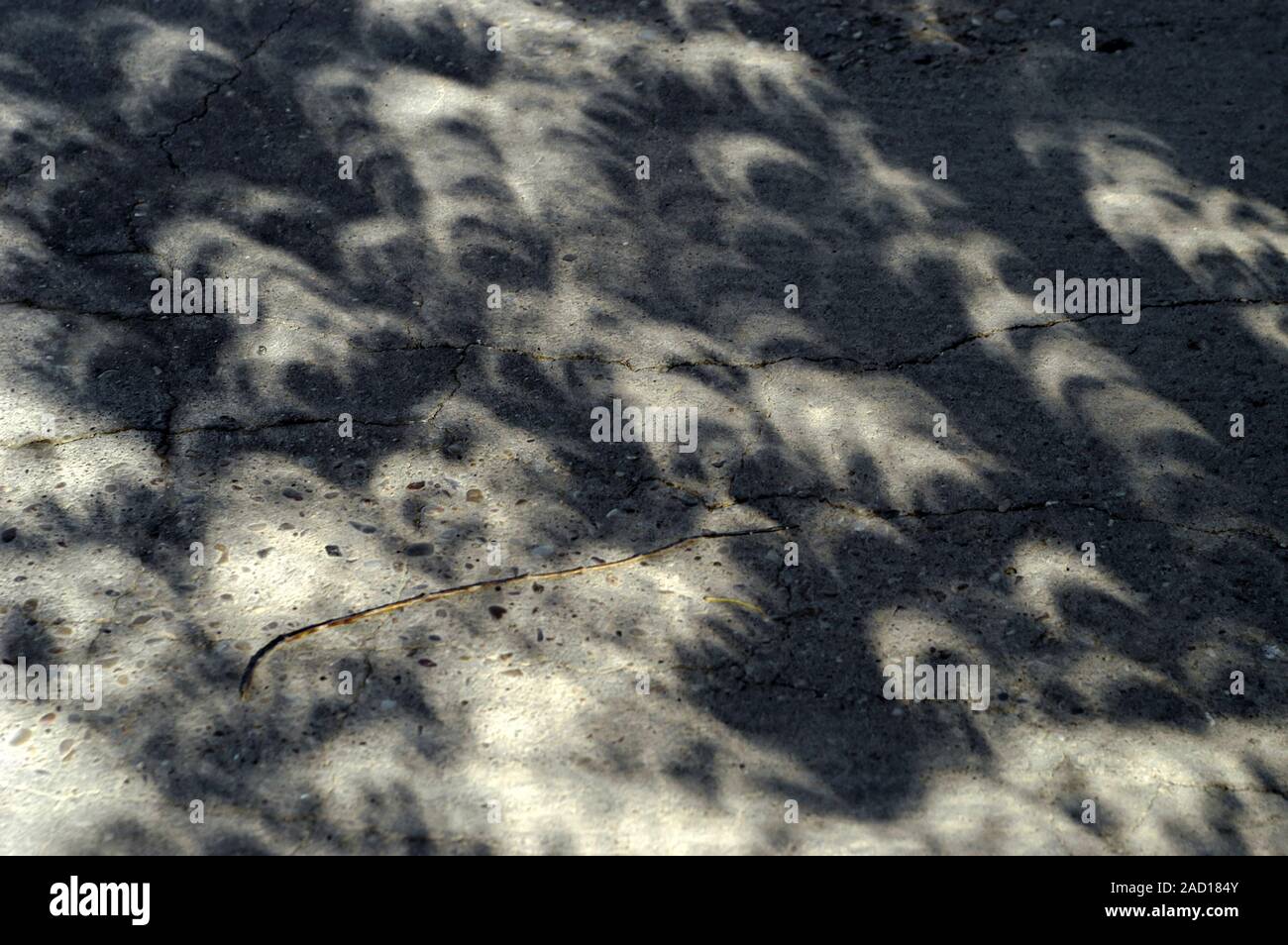 Solar eclipse shadows. Images of an eclipsed crescent sun shining ...