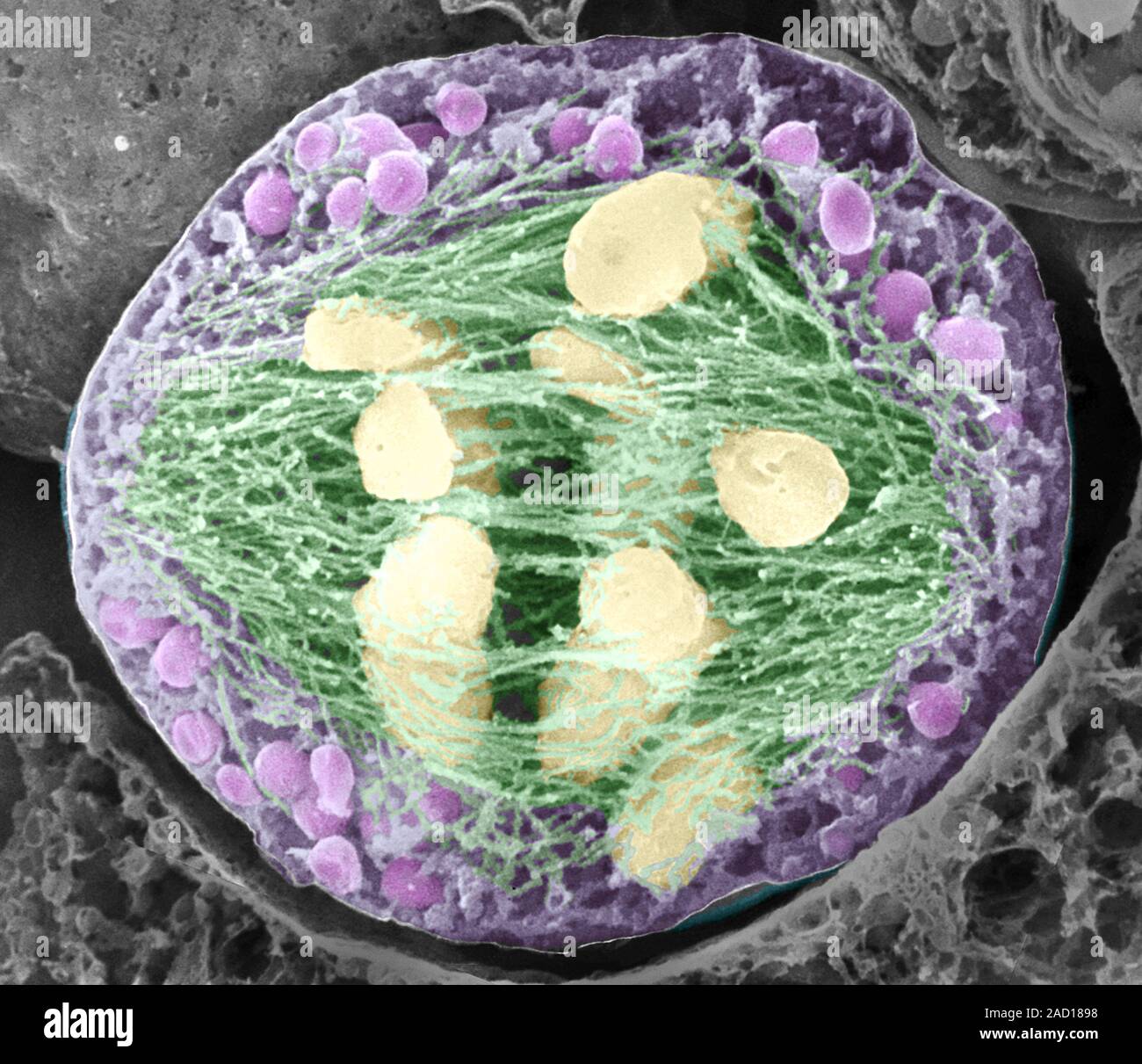 Dividing pollen cell. Coloured scanning electron micrograph of a ...