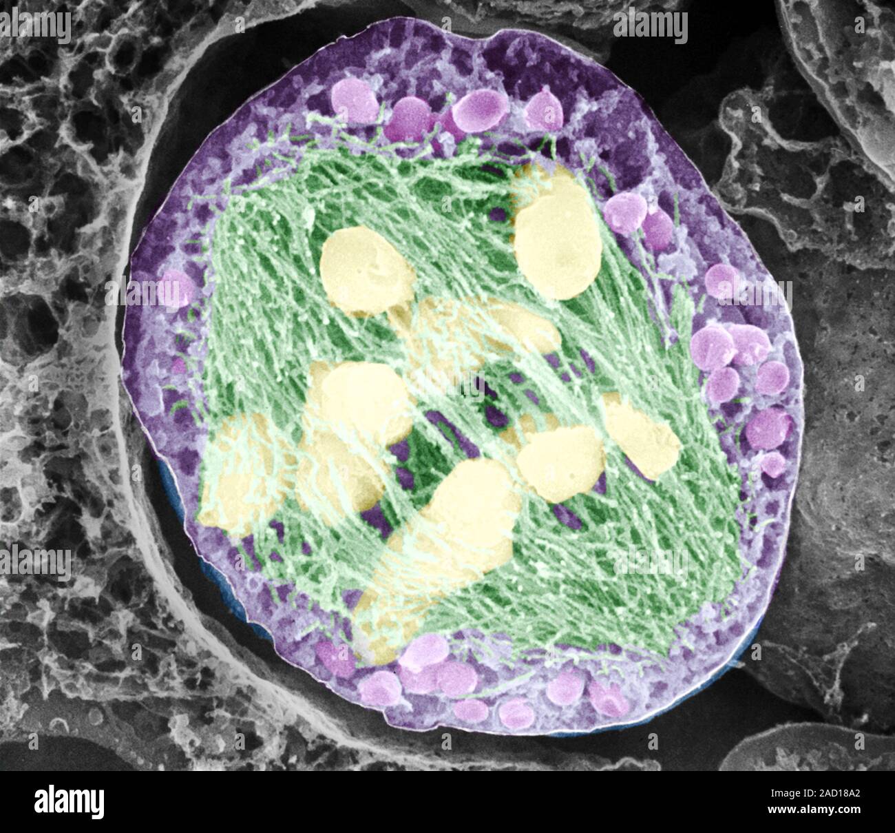 Dividing pollen cell. Coloured scanning electron micrograph of a ...