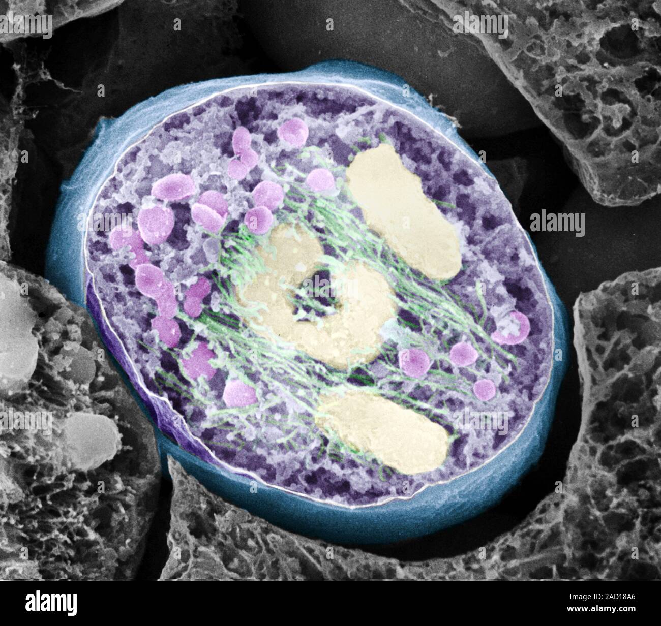 Dividing pollen cell. Coloured scanning electron micrograph of a ...