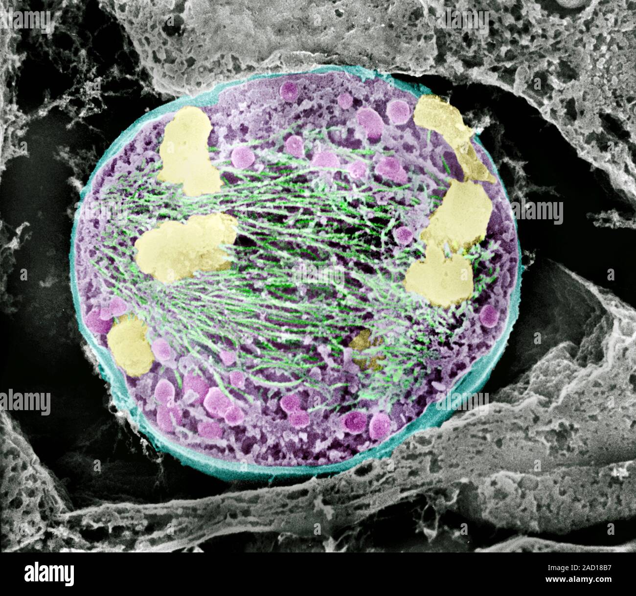 Dividing pollen cell. Coloured scanning electron micrograph of a ...