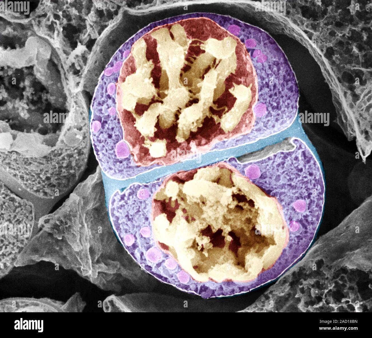 Dividing pollen cell. Coloured scanning electron micrograph of a ...