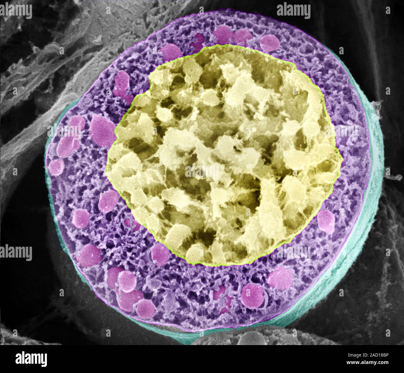 Dividing pollen cell. Coloured scanning electron micrograph of a ...