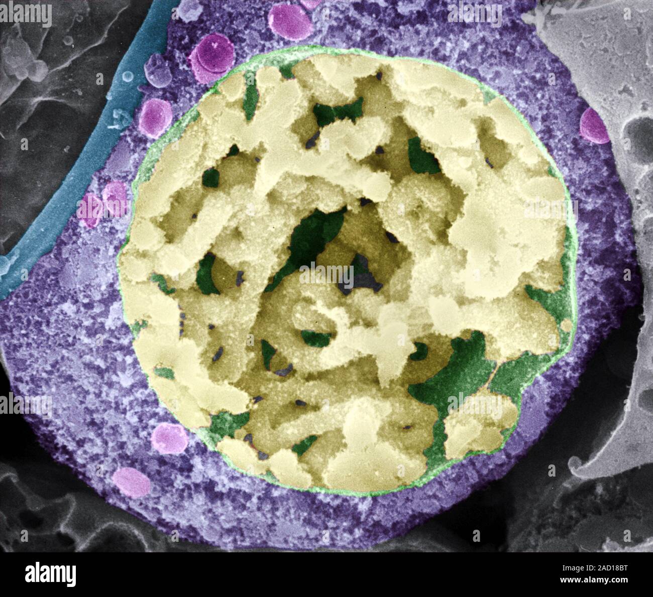 Dividing pollen cell. Coloured scanning electron micrograph of a ...