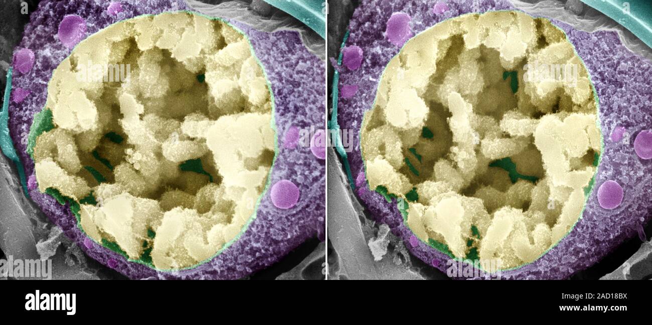 Dividing pollen cell. Coloured stereoscopic scanning electron ...