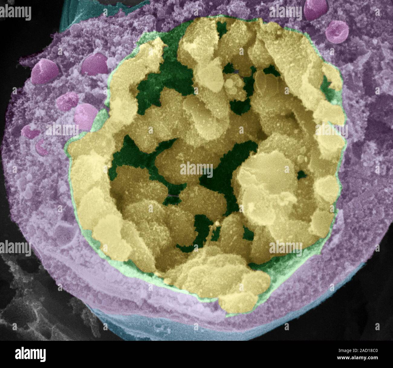 Dividing pollen cell. Coloured scanning electron micrograph of a ...