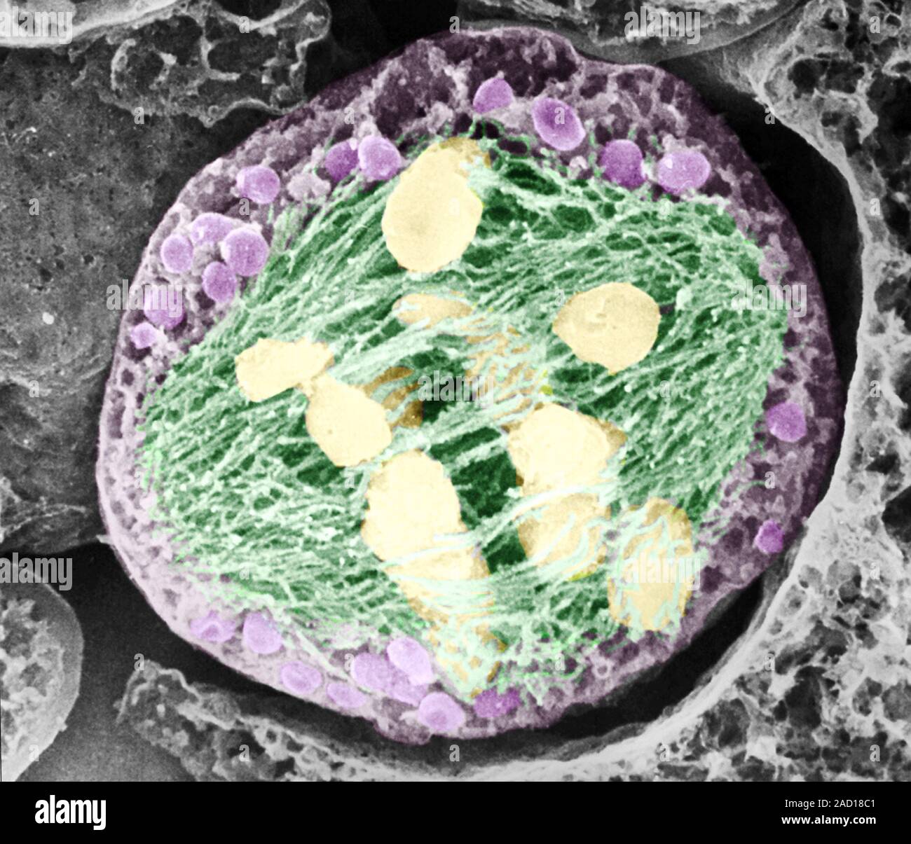 Dividing pollen cell. Coloured scanning electron micrograph of a ...