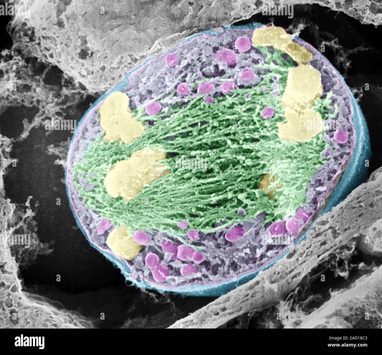 Dividing pollen cell. Coloured scanning electron micrograph of a ...