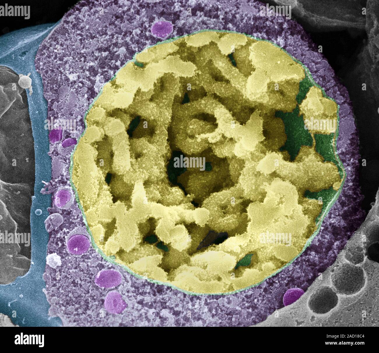 Dividing pollen cell. Coloured scanning electron micrograph of a ...