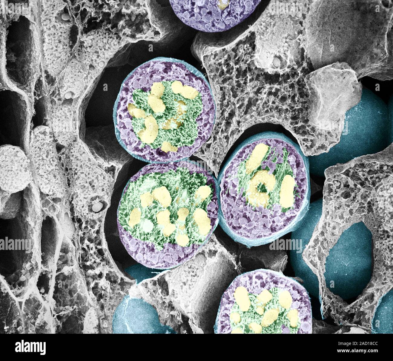 Dividing pollen cell. Coloured scanning electron micrograph of a ...