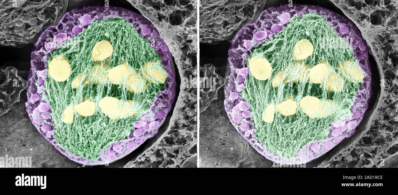 Dividing pollen cell. Coloured stereoscopic scanning electron ...