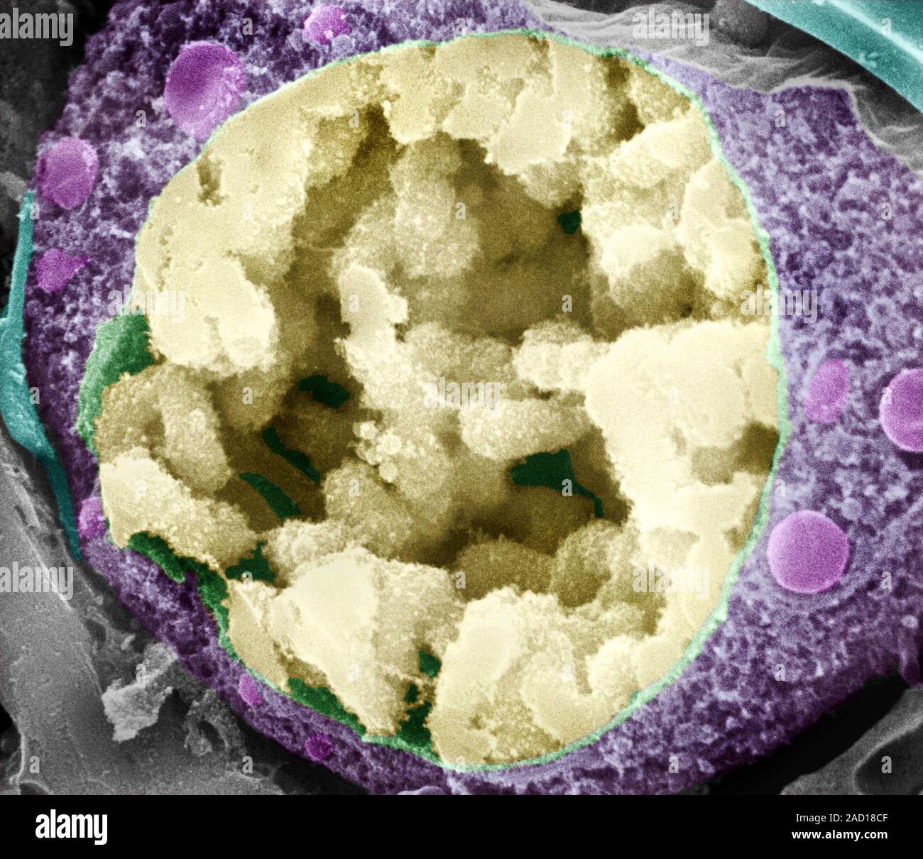 Dividing pollen cell. Coloured scanning electron micrograph of a ...