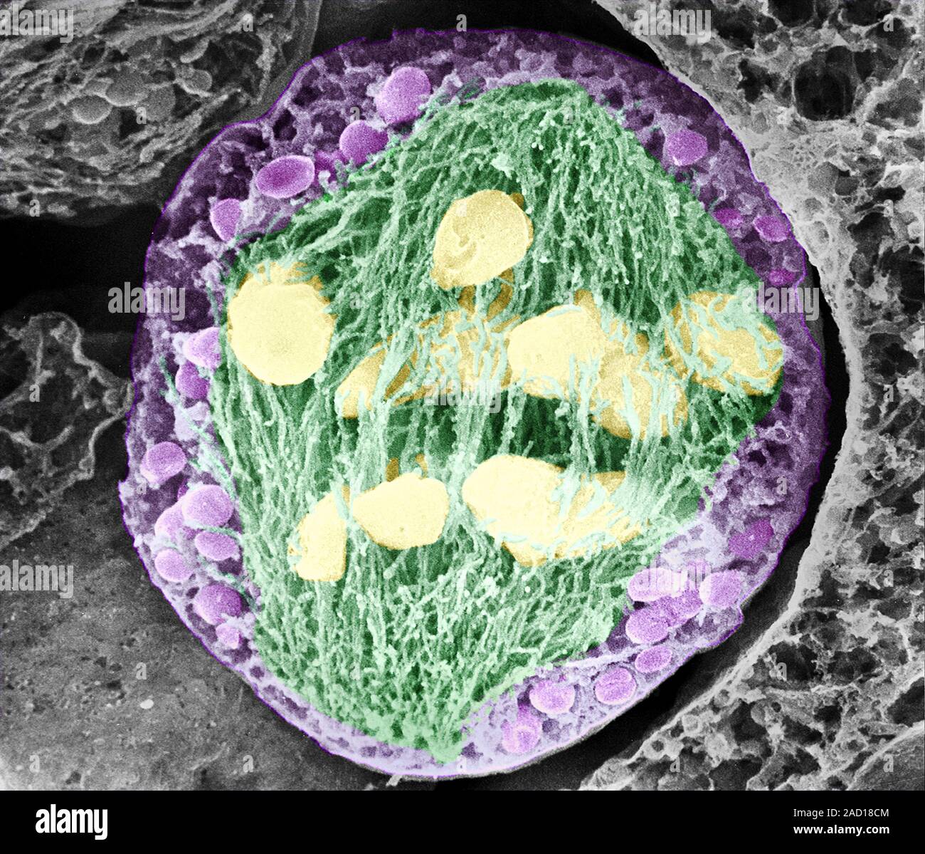 Dividing pollen cell. Coloured scanning electron micrograph of a ...
