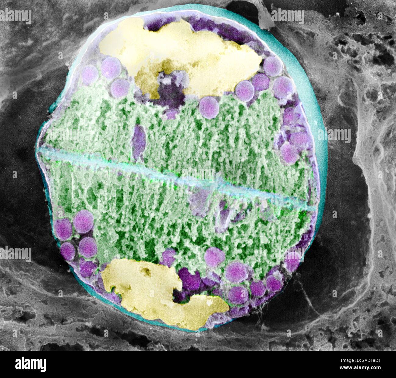 Dividing pollen cell. Coloured scanning electron micrograph of a ...