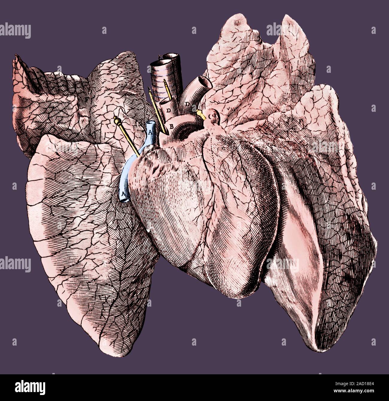 Heart and lung anatomy. 17th-century artwork showing the anatomical ...