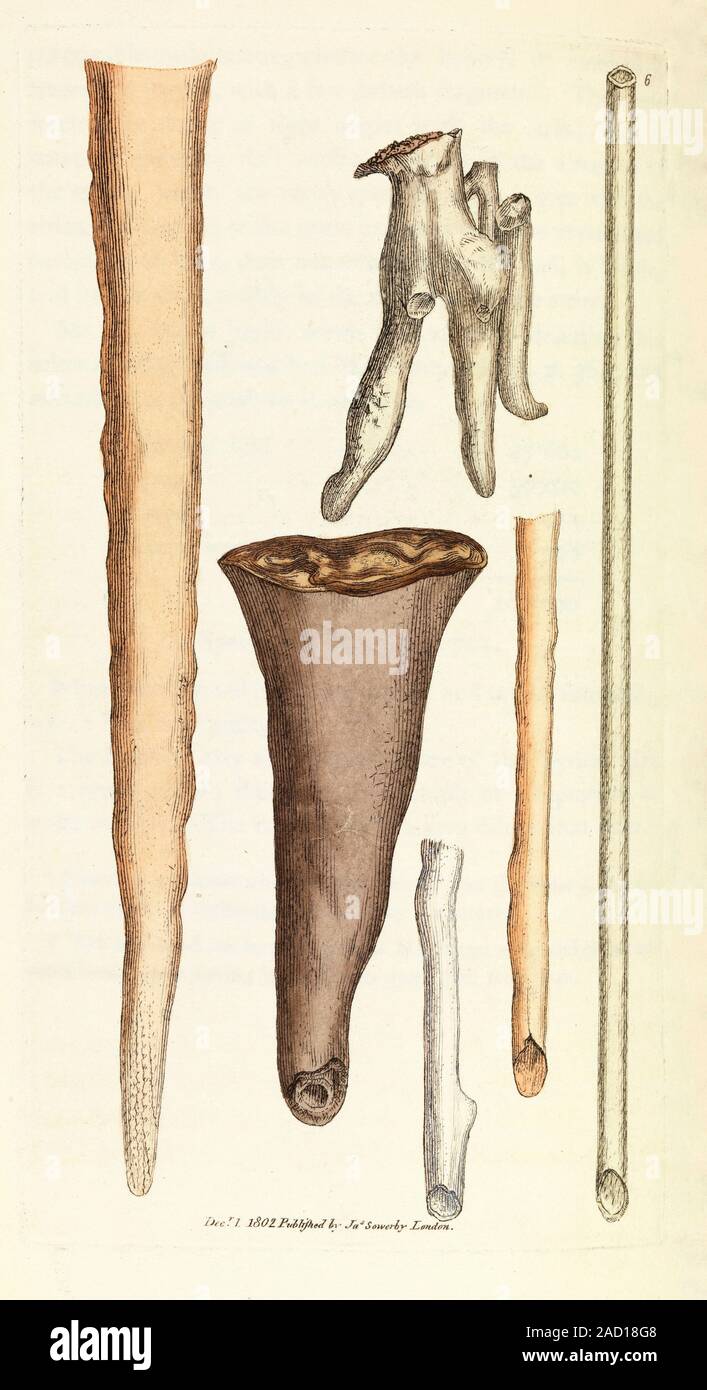 Calcium carbonate stalactites. 19th-century illustration of stalactites ...