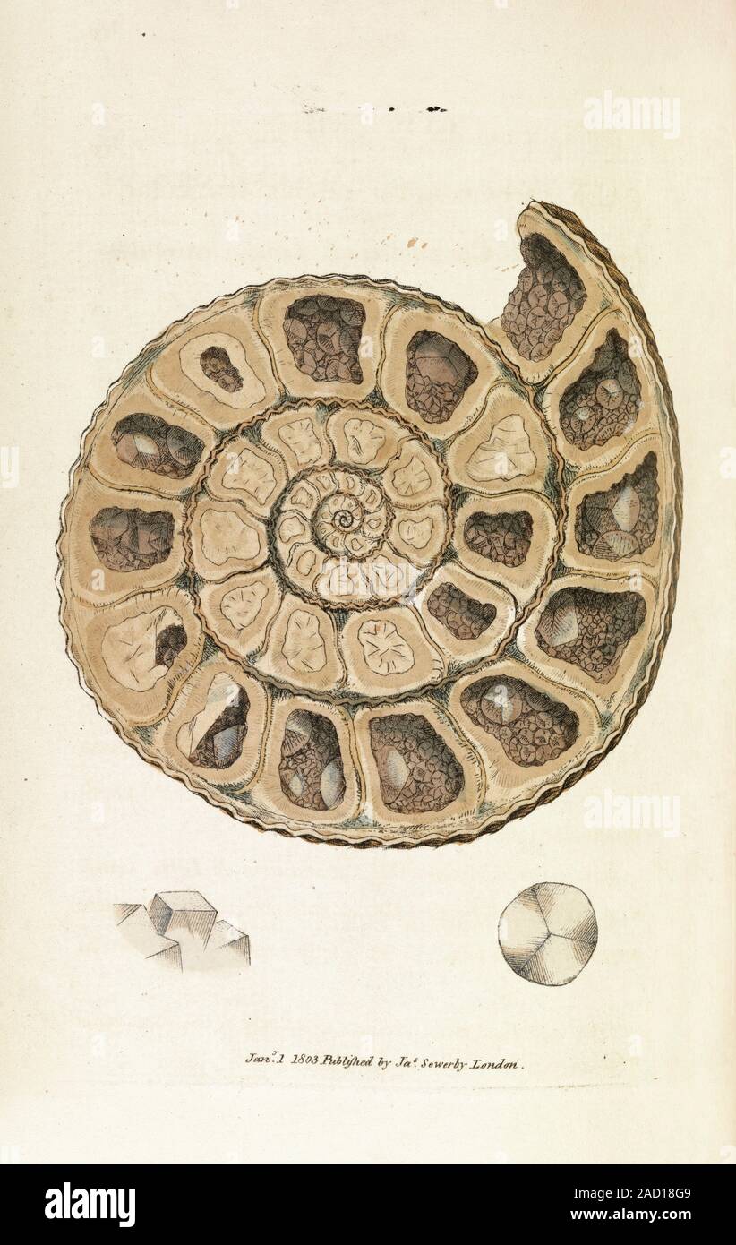 Ammonite fossil. 19th-century illustration of a cross-section through a ...