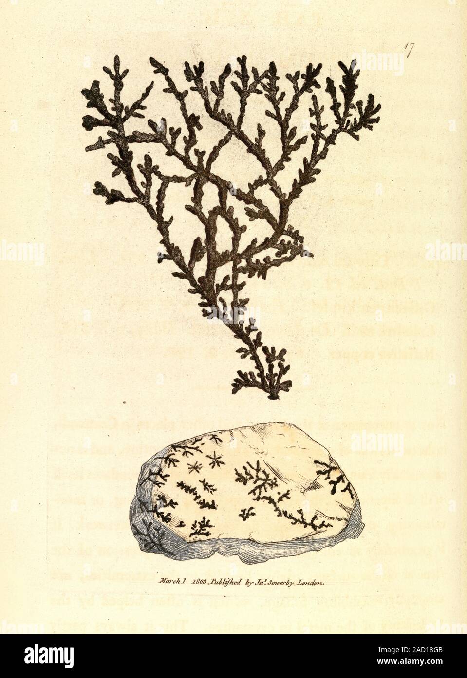 Dendritic copper mineral. 19th-century illustration of a mineral ...