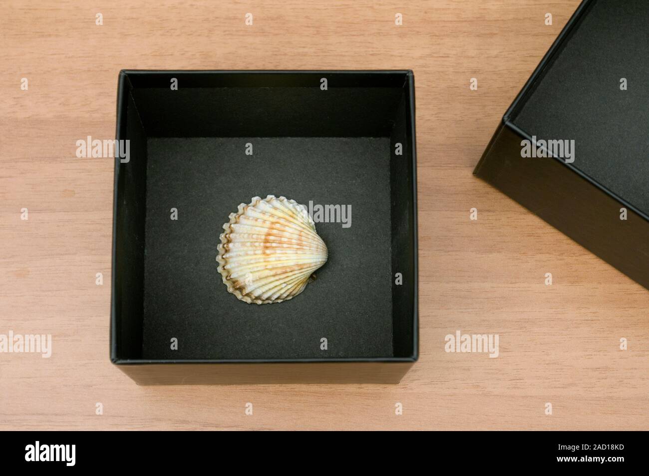 seashell in a box Stock Photo - Alamy