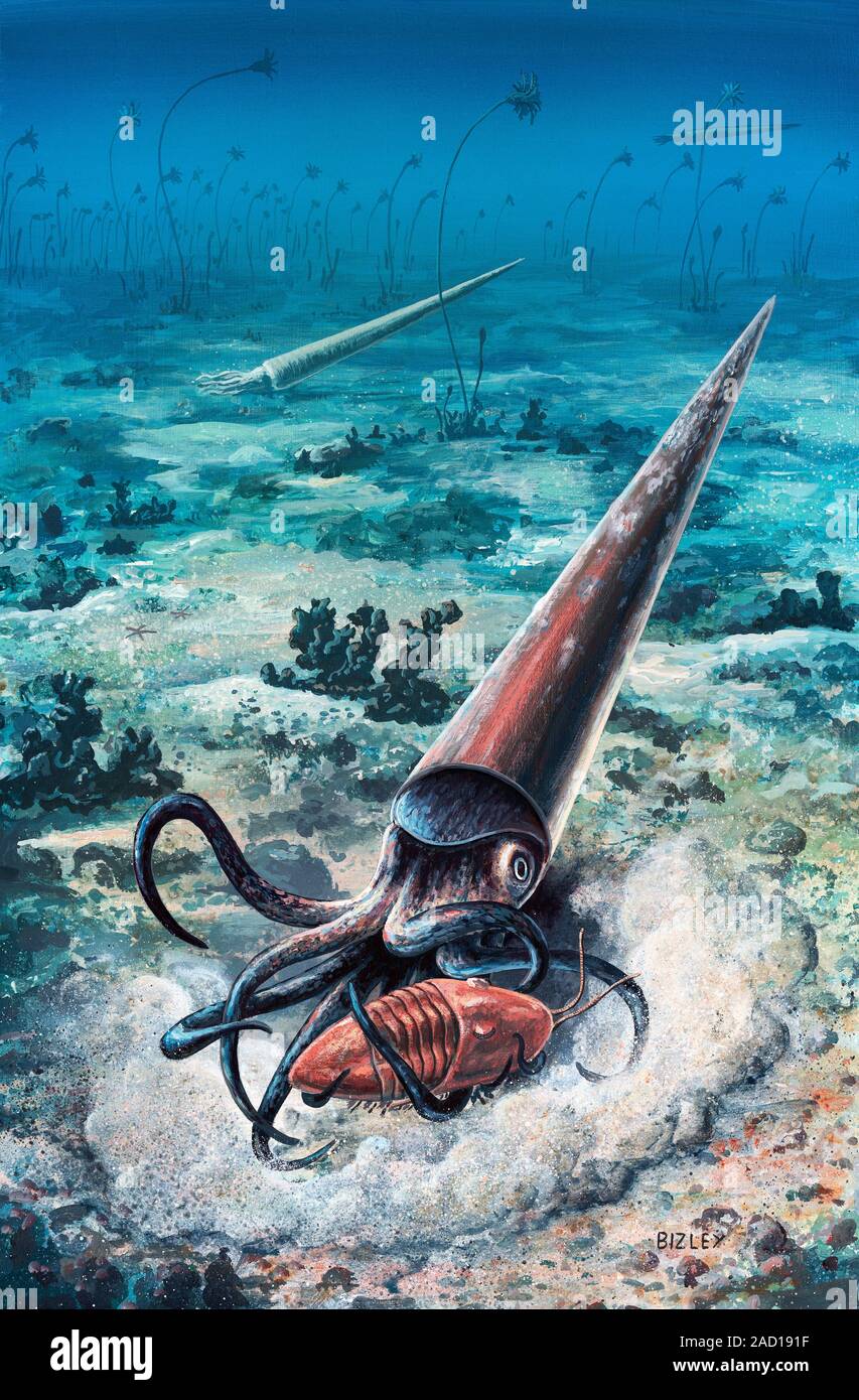 An underwater scene during the Ordovician showing a large nautiloid ...