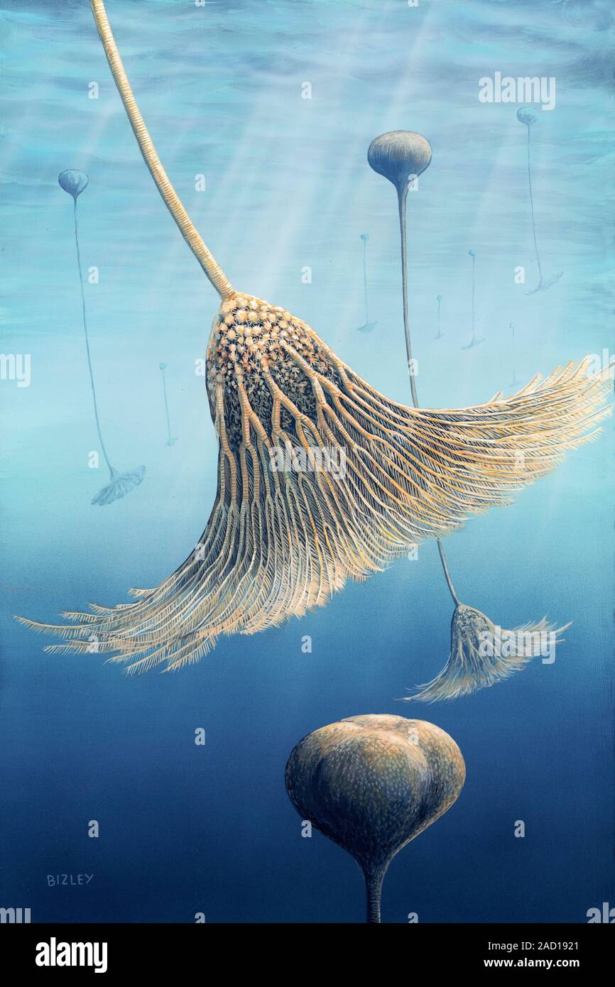It recently came to light that unlike other crinoids, scyphocrinites ...
