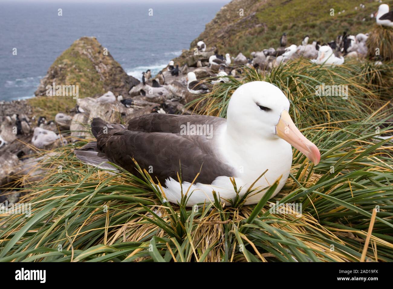 A Black Browed Albatross (Thalassarche melanophrys) sitting on a nest ...