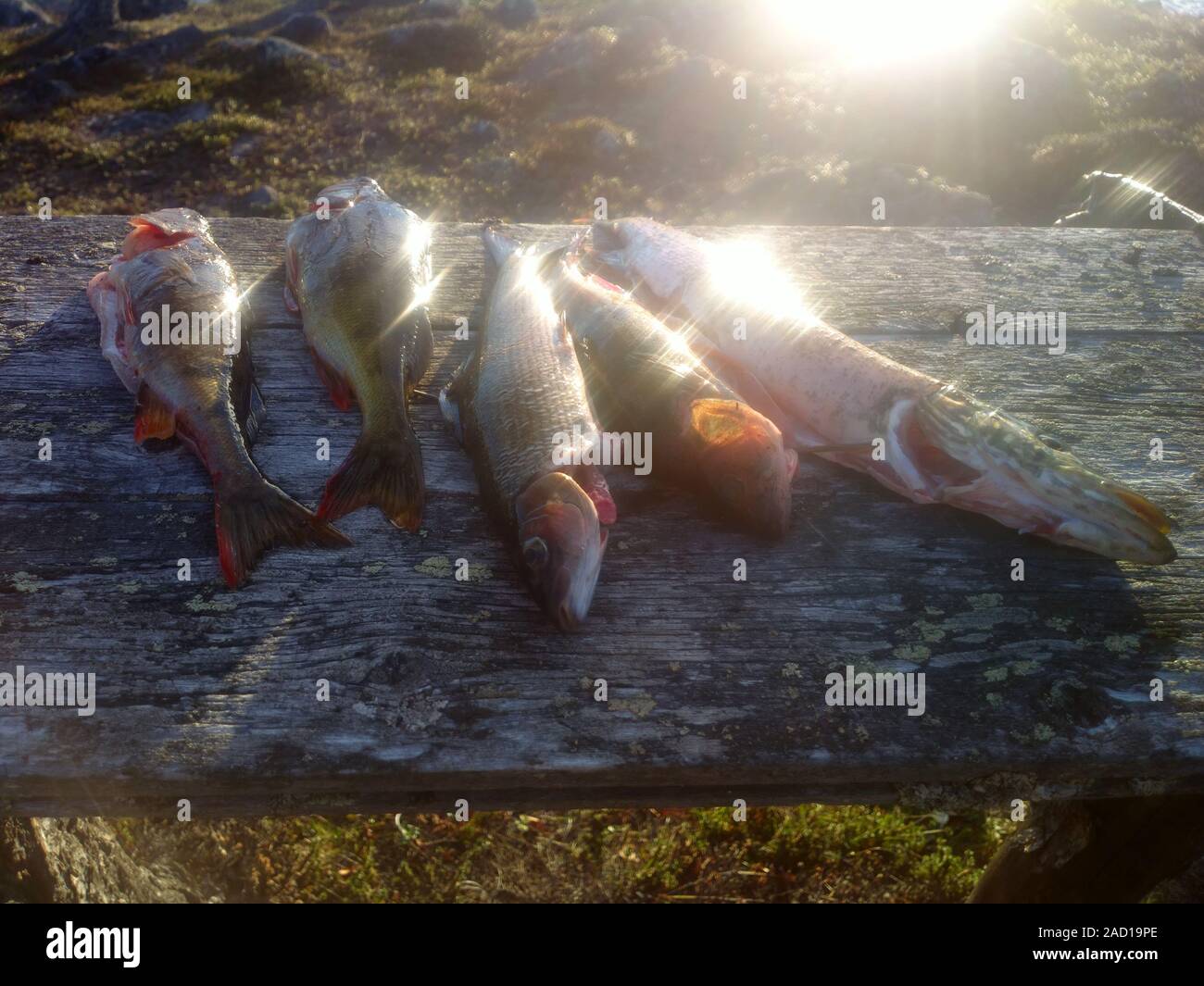 Russian fishsoup hi-res stock photography and images - Alamy