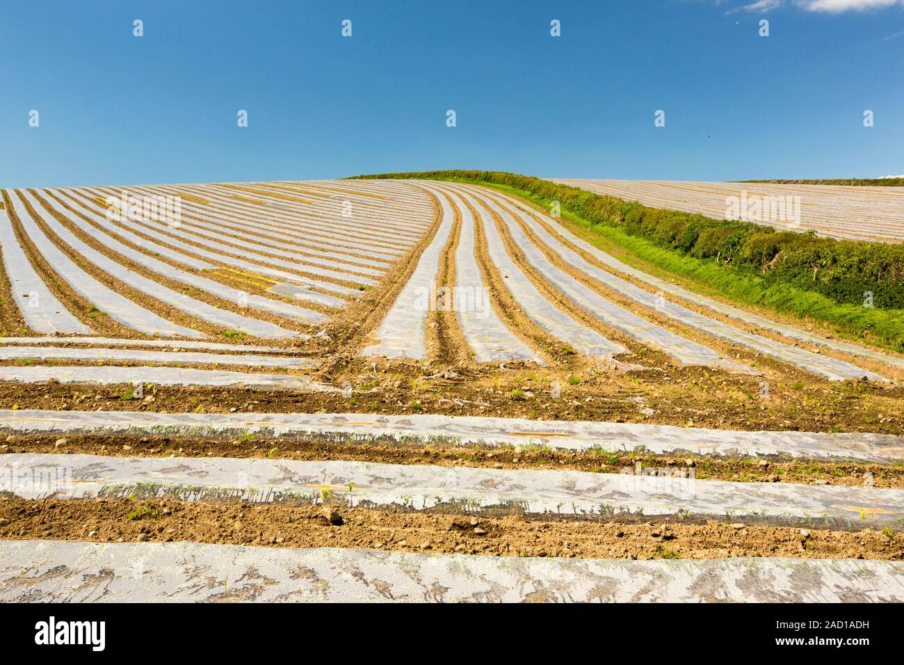 A crop covered in rows of plastic sheeting in a field on the Furnes ...