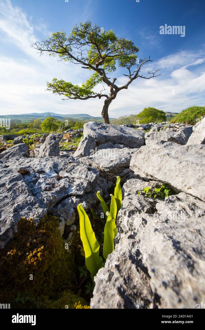 A Hawthorn tree and Harts Tongue Fern on limestone pavement on a hill ...