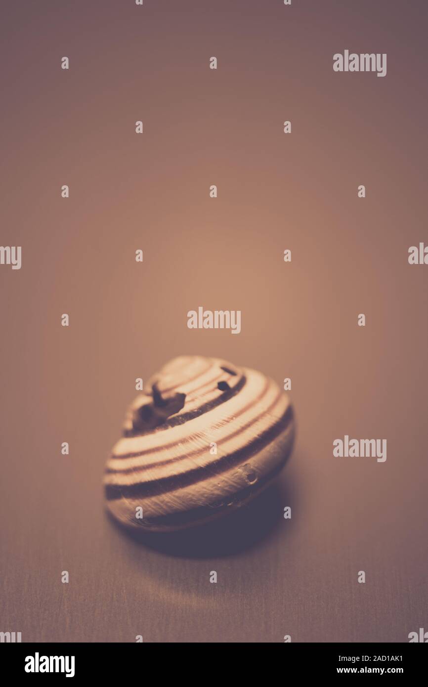 Broken Sea Shell Close Up High Resolution Stock Photography and Images ...