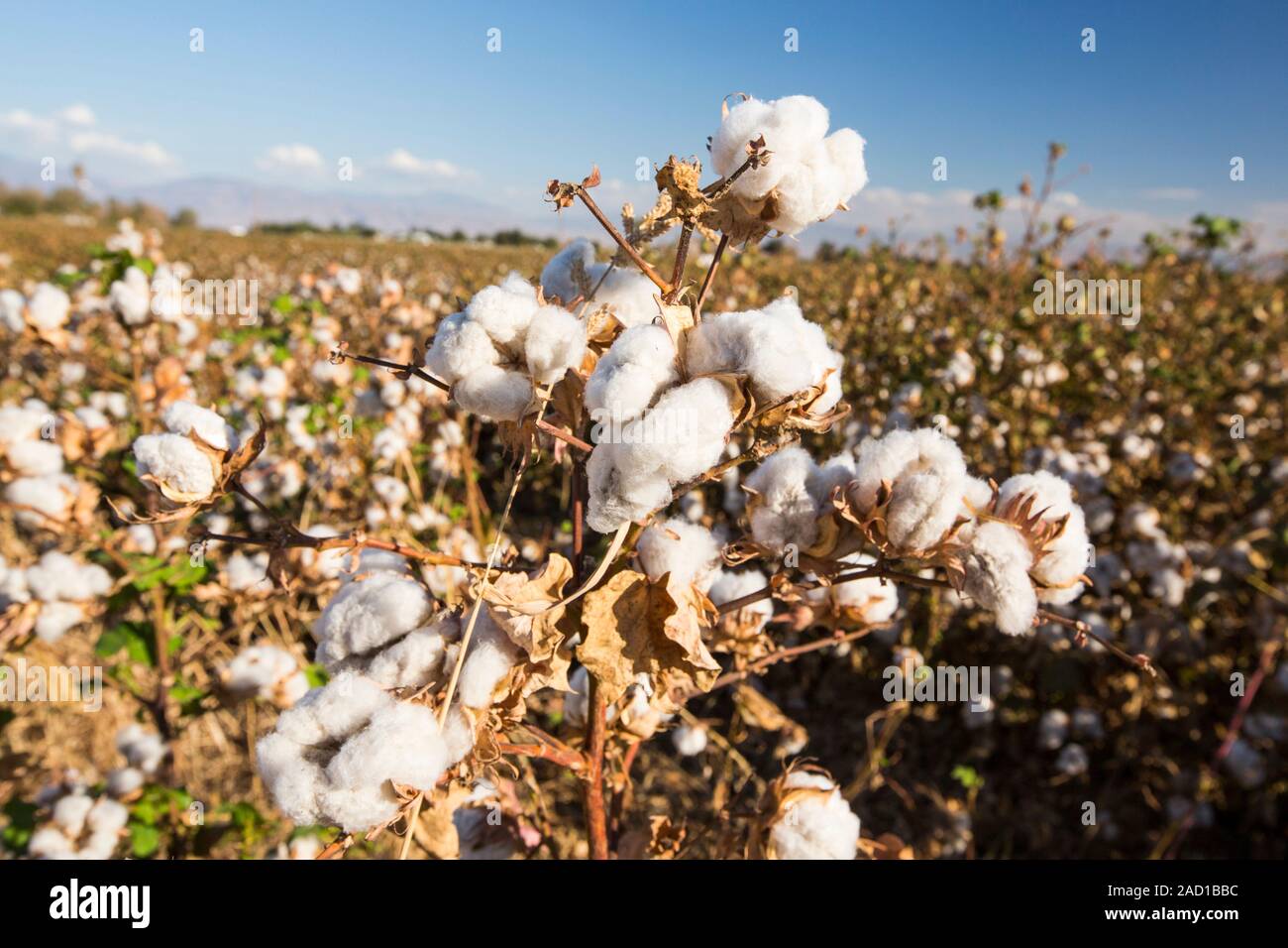 Cotton growing in California's Central Valley, which is in the grip of ...