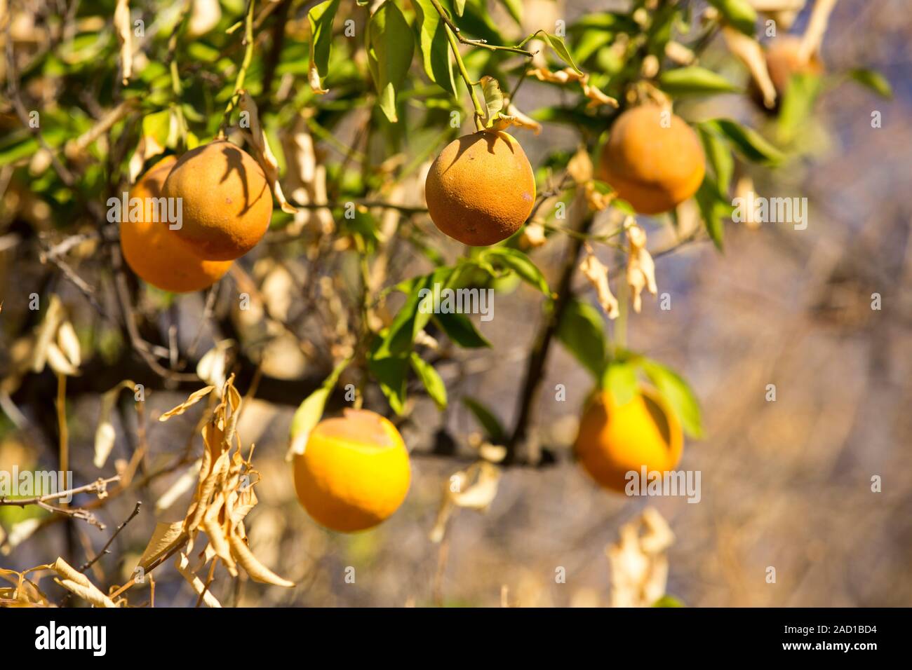 Abandoned dead and dying Orange trees that no longer have water to ...