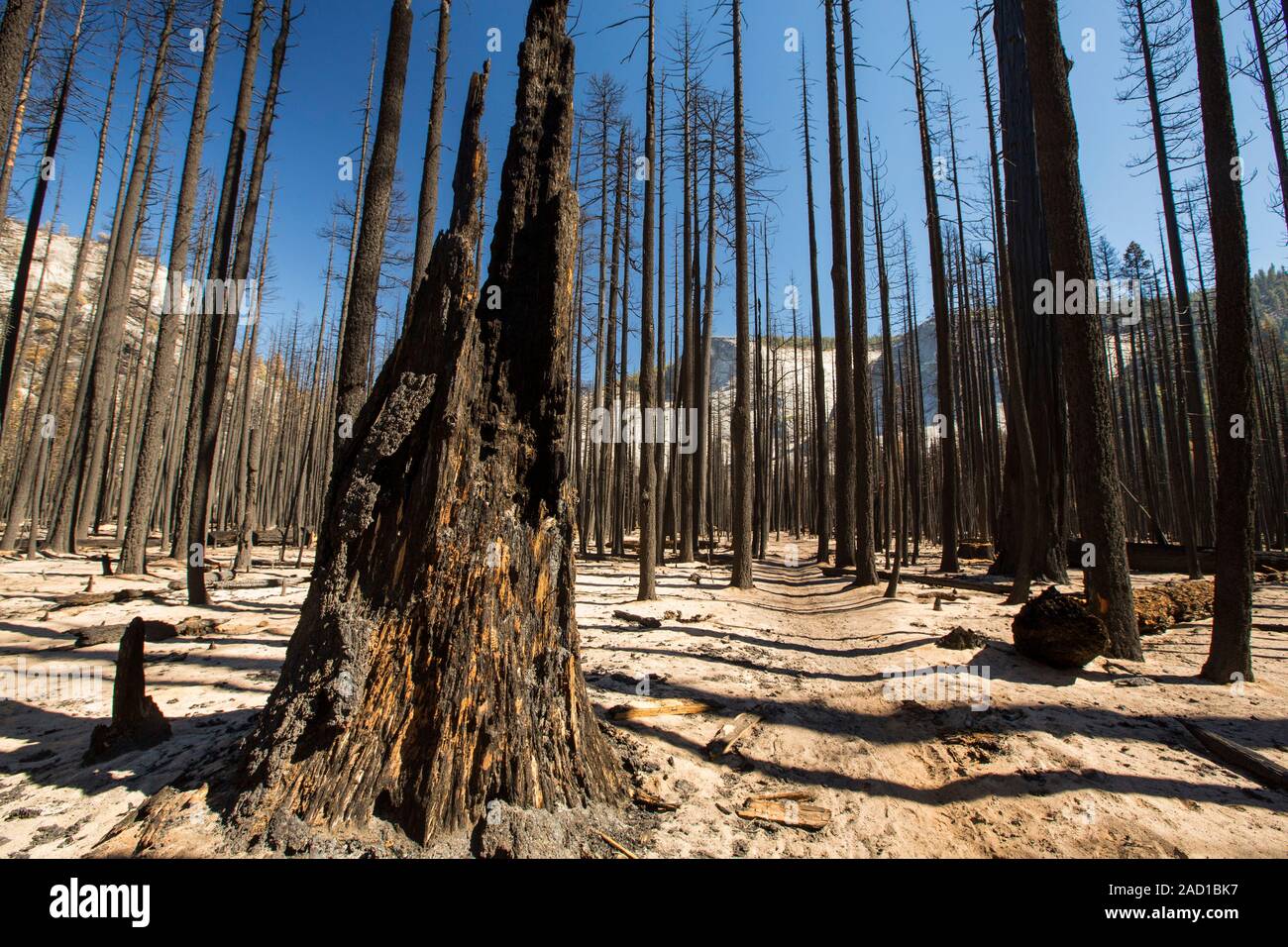 A forest fire destroys an area of forest in the Little Yosemite Valley ...