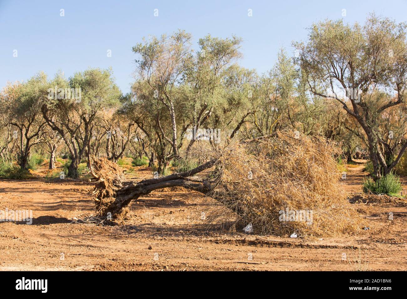 Grubbed out Olive trees that no longer have water to irrigate them near ...