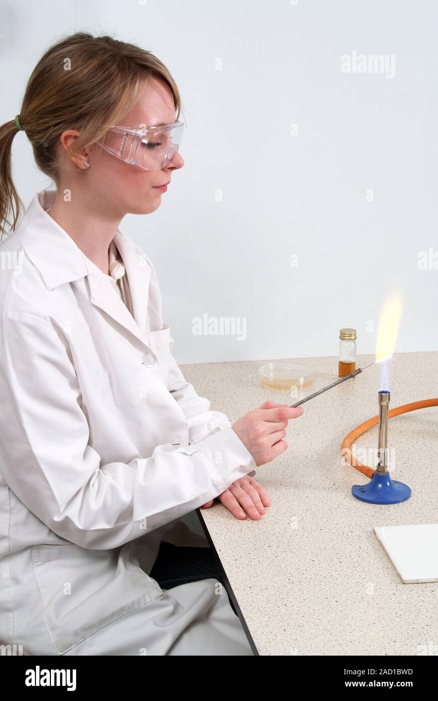 Microbiology culture preparation. Woman using a bunsen flame to ...