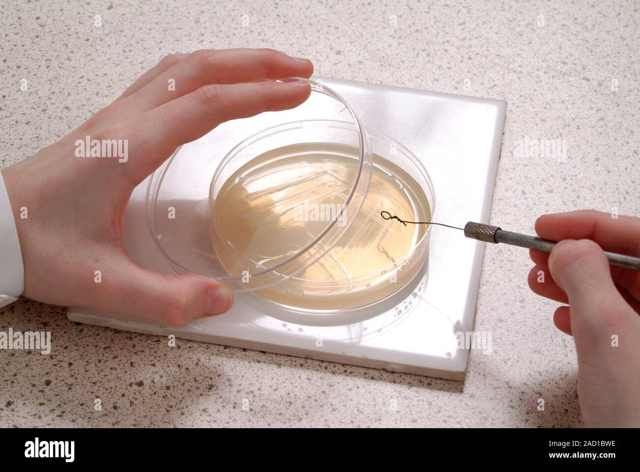 Microbiology culture preparation. Person using a wire loop to apply a ...