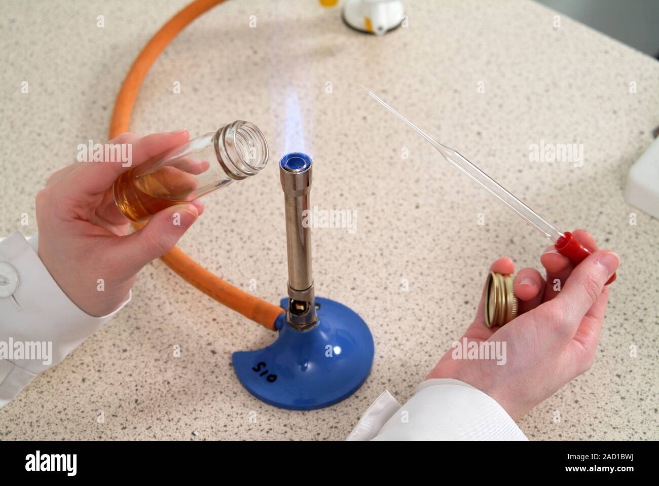 Microbiology culture preparation. Person using a bunsen flame to ...