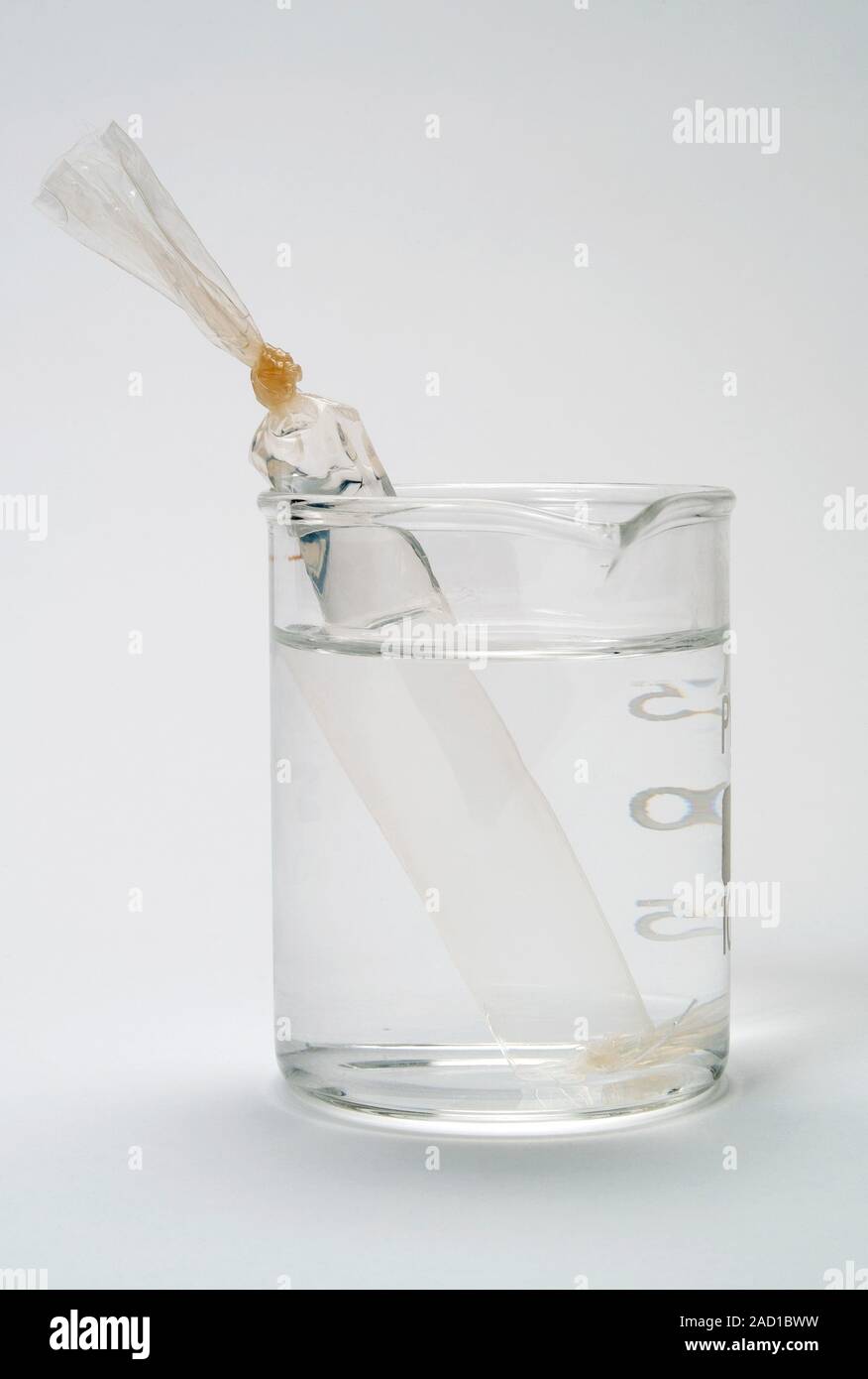 Osmosis experiment. Visking tubing being used to demonstrate osmosis ...