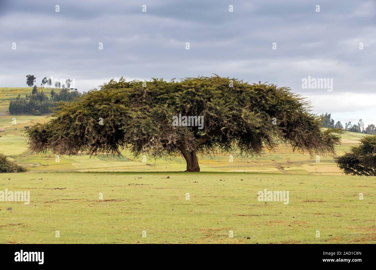 Abyssinian acacia tree, (Acacia abyssinica) Ethiopia Stock Photo - Alamy