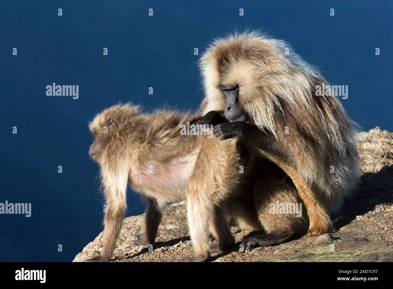 Gelada baboons grooming. Male gelada baboon (Theropithecus gelada ...