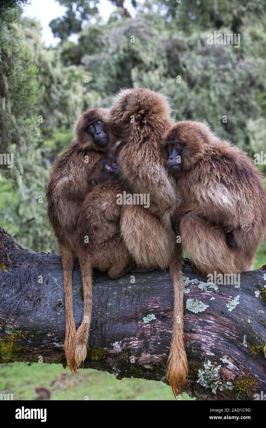 A family of Gelada baboons (Theropithecus gelada) huddled together on a ...