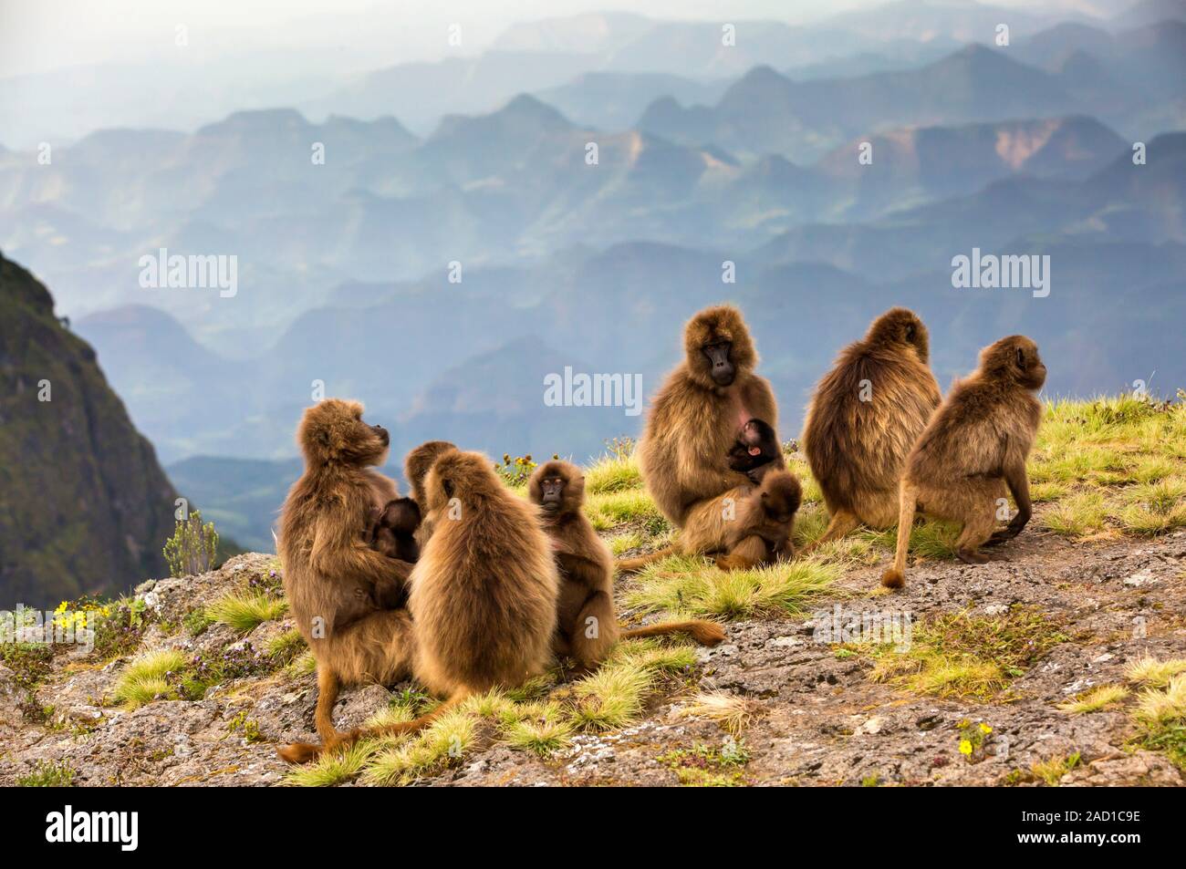A Gelada baboon (Theropithecus gelada) family sit at a cliff edge ...