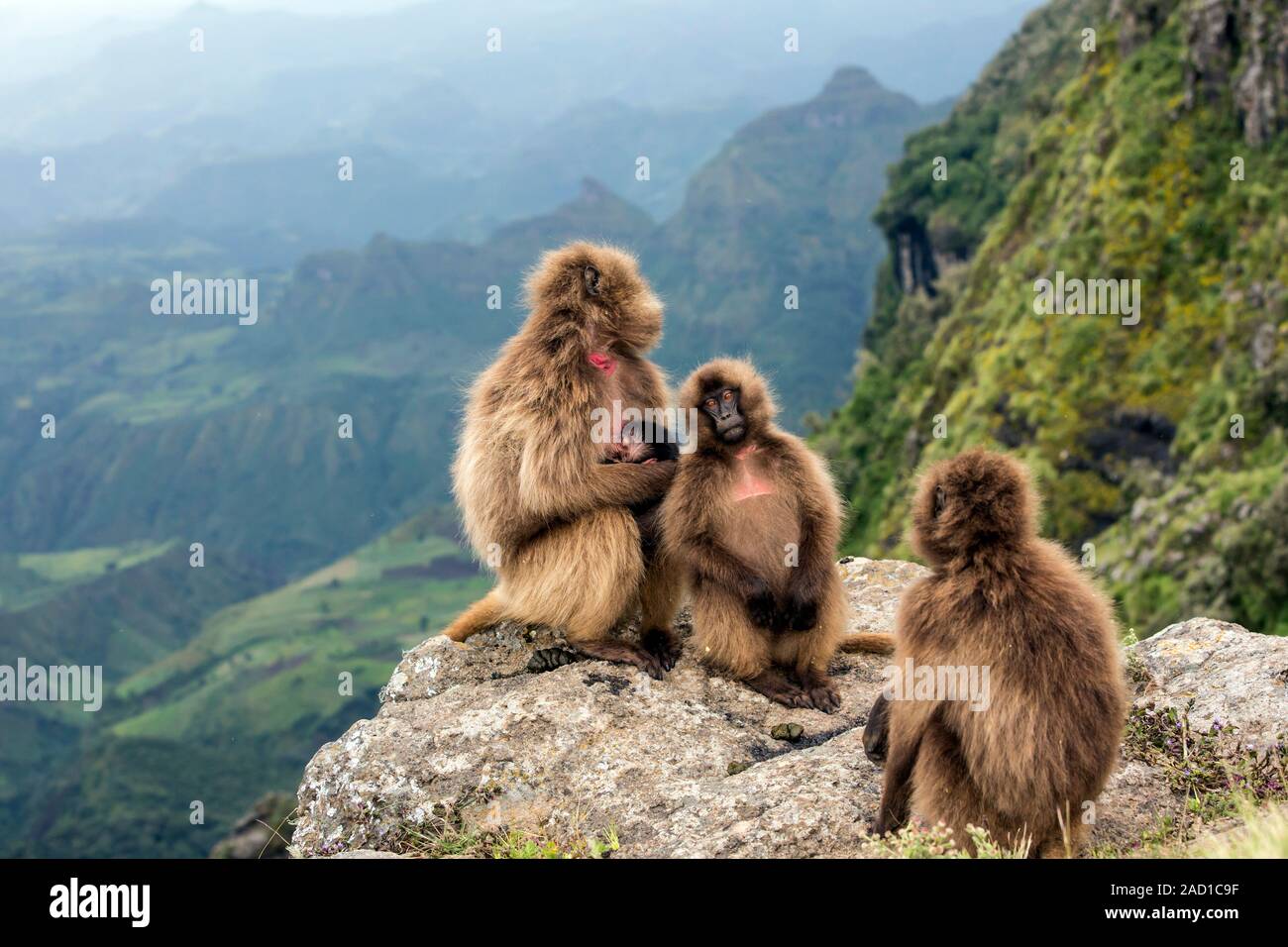 A Gelada baboon (Theropithecus gelada) family sit at a cliff edge ...