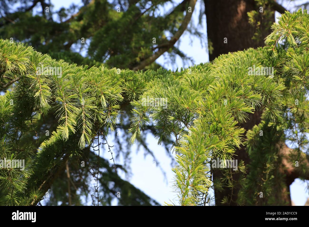 branch of a Himalayan cedar, Indian cedar, Cetrus deodara Stock Photo ...