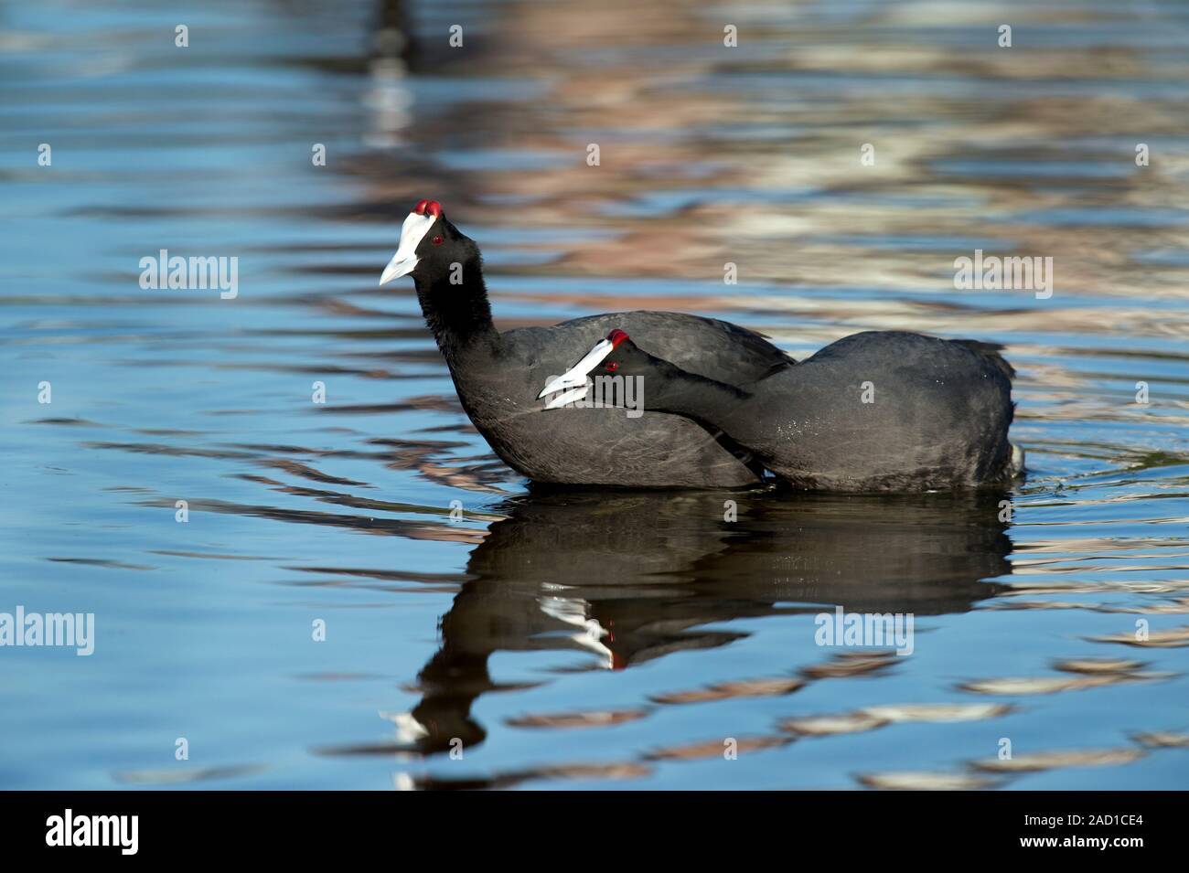 Red-knobbed coots (Fulica cristata) in courtship display. This bird ...