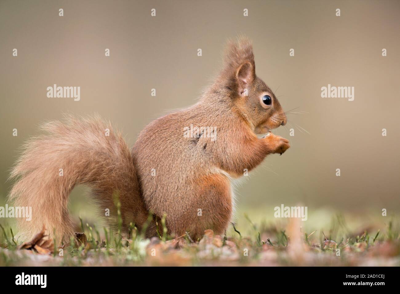 Red squirrel (sciurus vulgaris) eating on the forest floor, Cairngorms ...